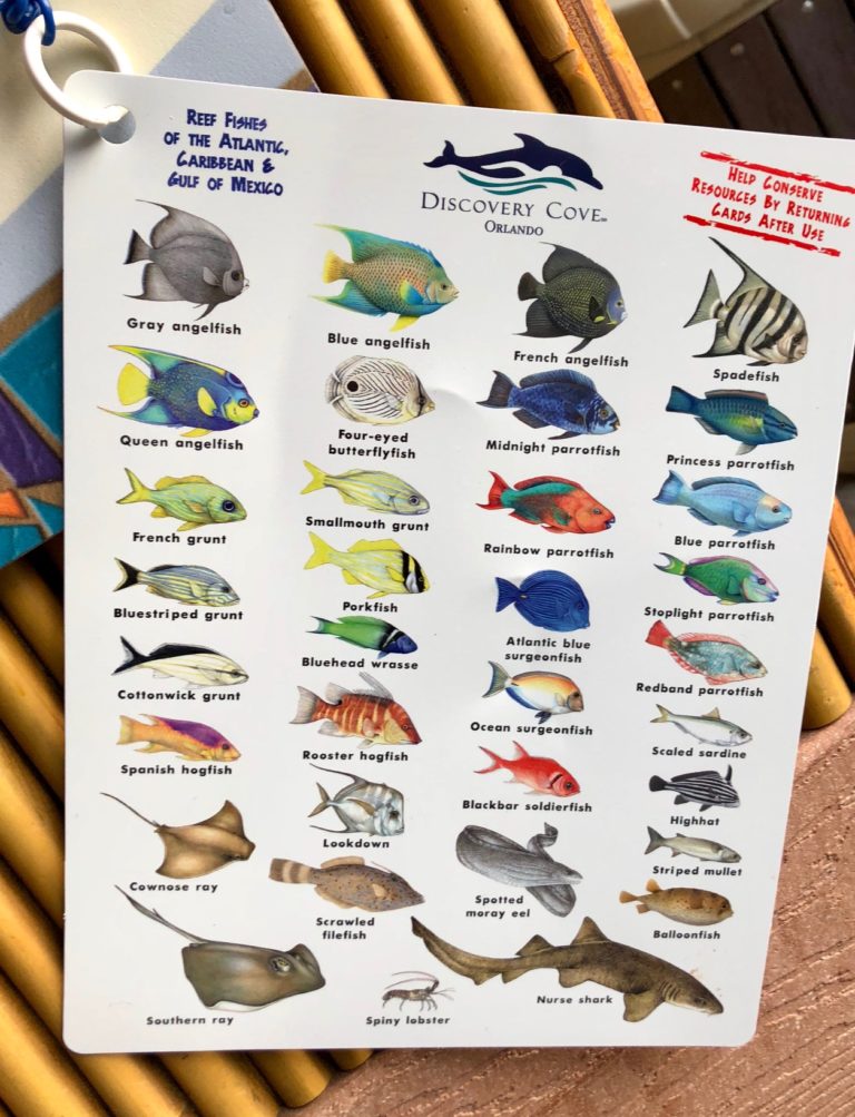 7 Tips for an AMAZING Day at Discovery Cove in Orlando!!!! | Sonia Dekker